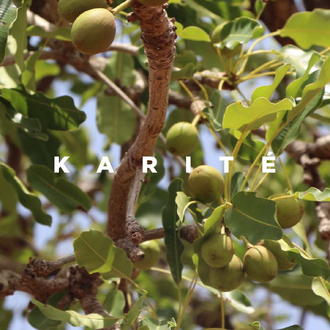 The benefits of shea butter: moisturize the skin in depth